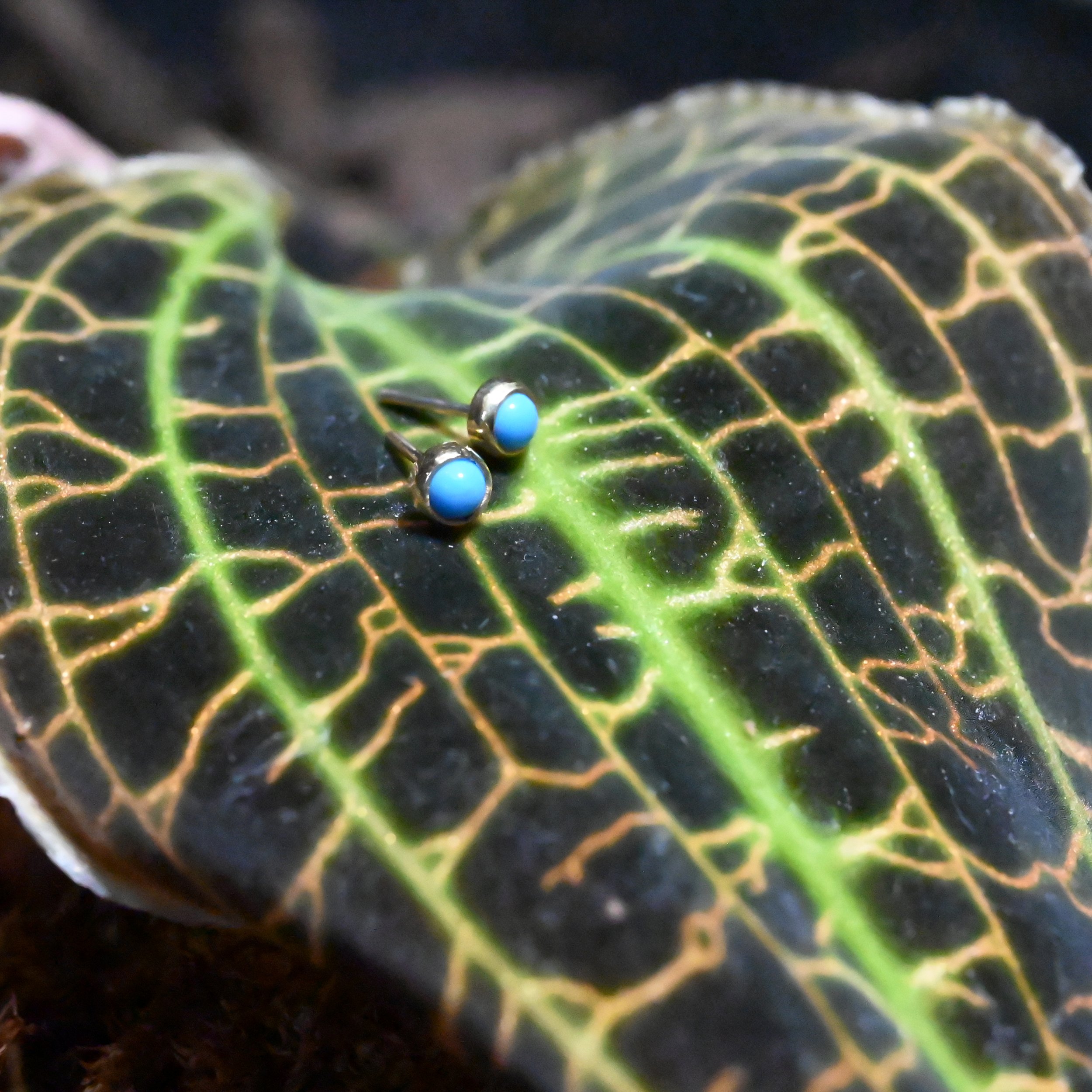 General 4 — Coven Body Arts