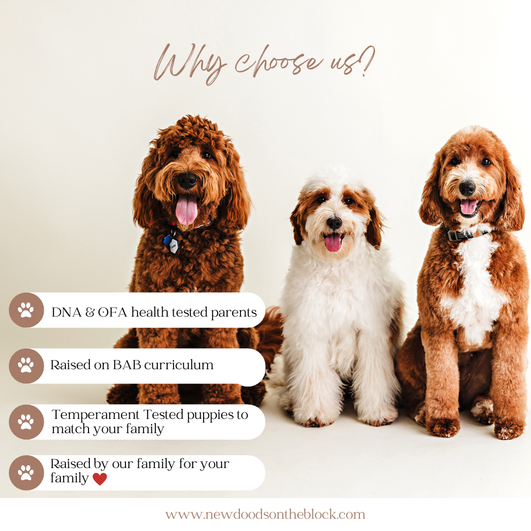 Goldendoodle Puppies for Sale in Illinois | New Doods on the Block