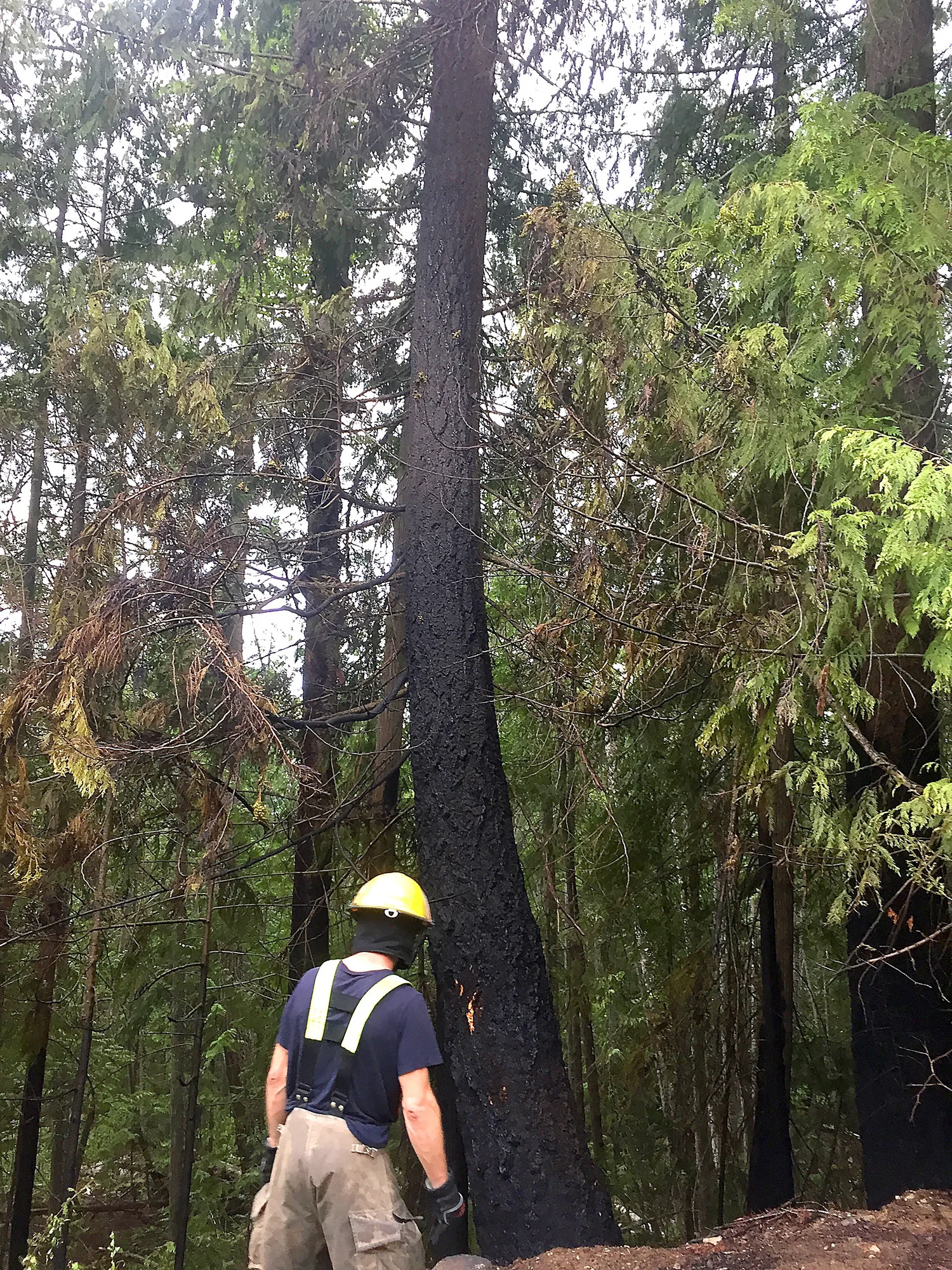 Lightning Sparks Spot-Fires in the Shuswap Area — South Shuswap Scoop