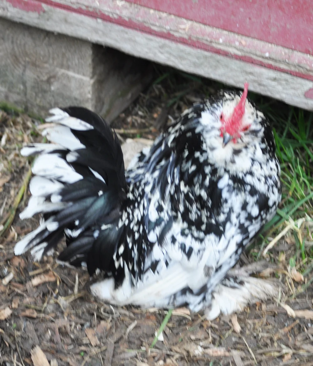 In Memoriam — Sammamish Animal Sanctuary. In Memoriam — Sammamish Animal Sanctuary.