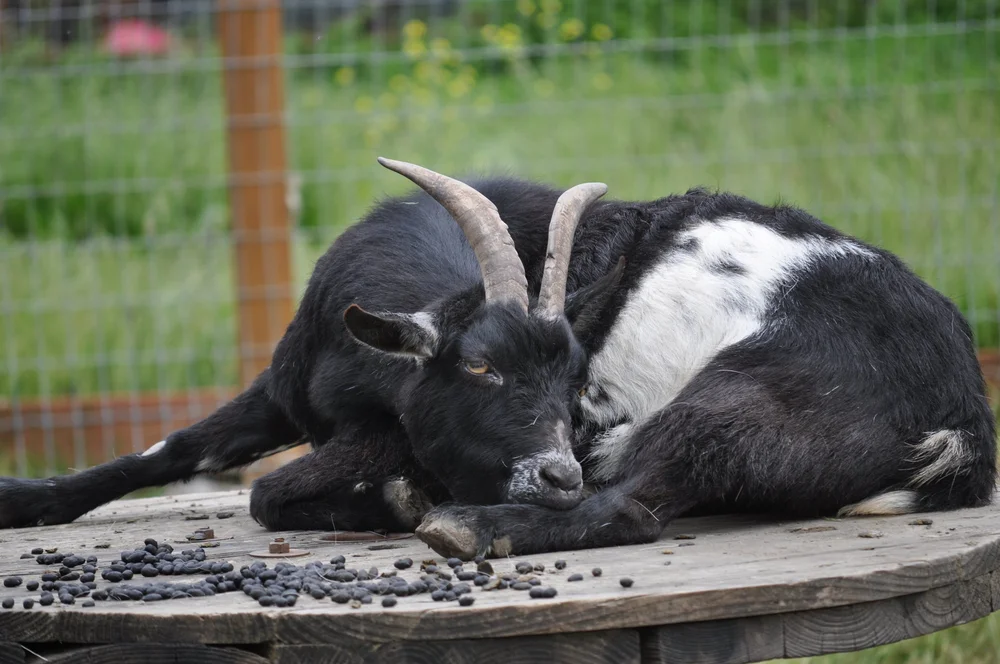 In Memoriam — Sammamish Animal Sanctuary. In Memoriam — Sammamish Animal Sanctuary.