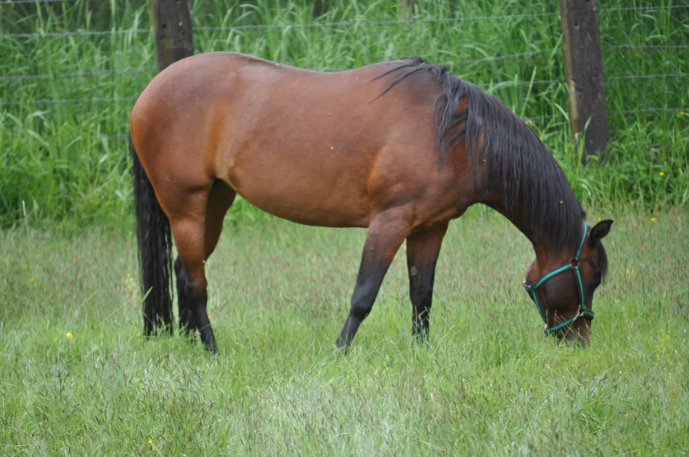 Sponsor an Animal — Sammamish Animal Sanctuary.