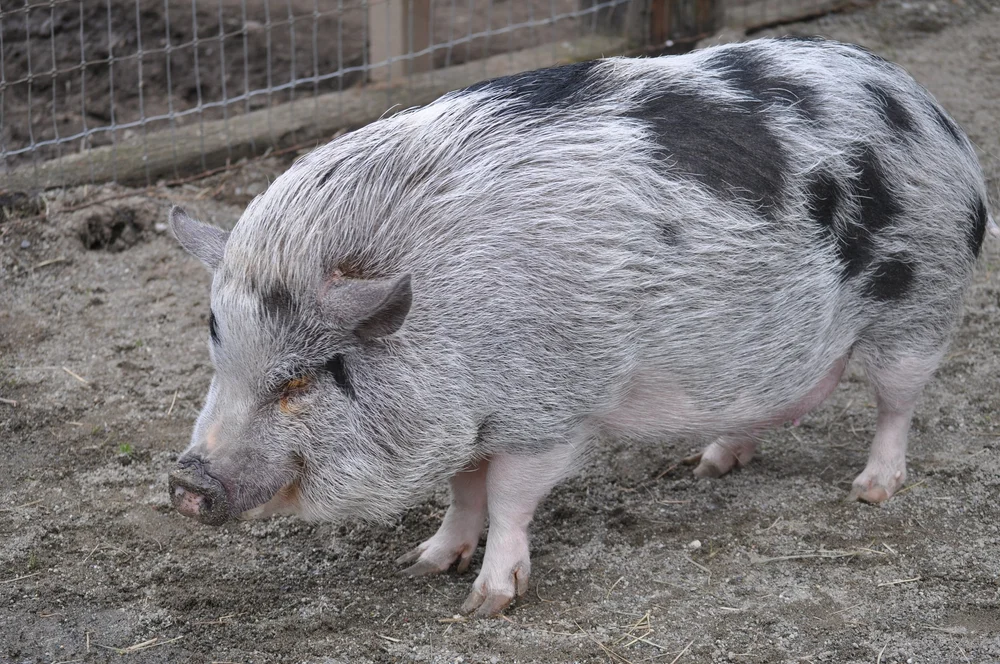 Sponsor an Animal — Sammamish Animal Sanctuary.