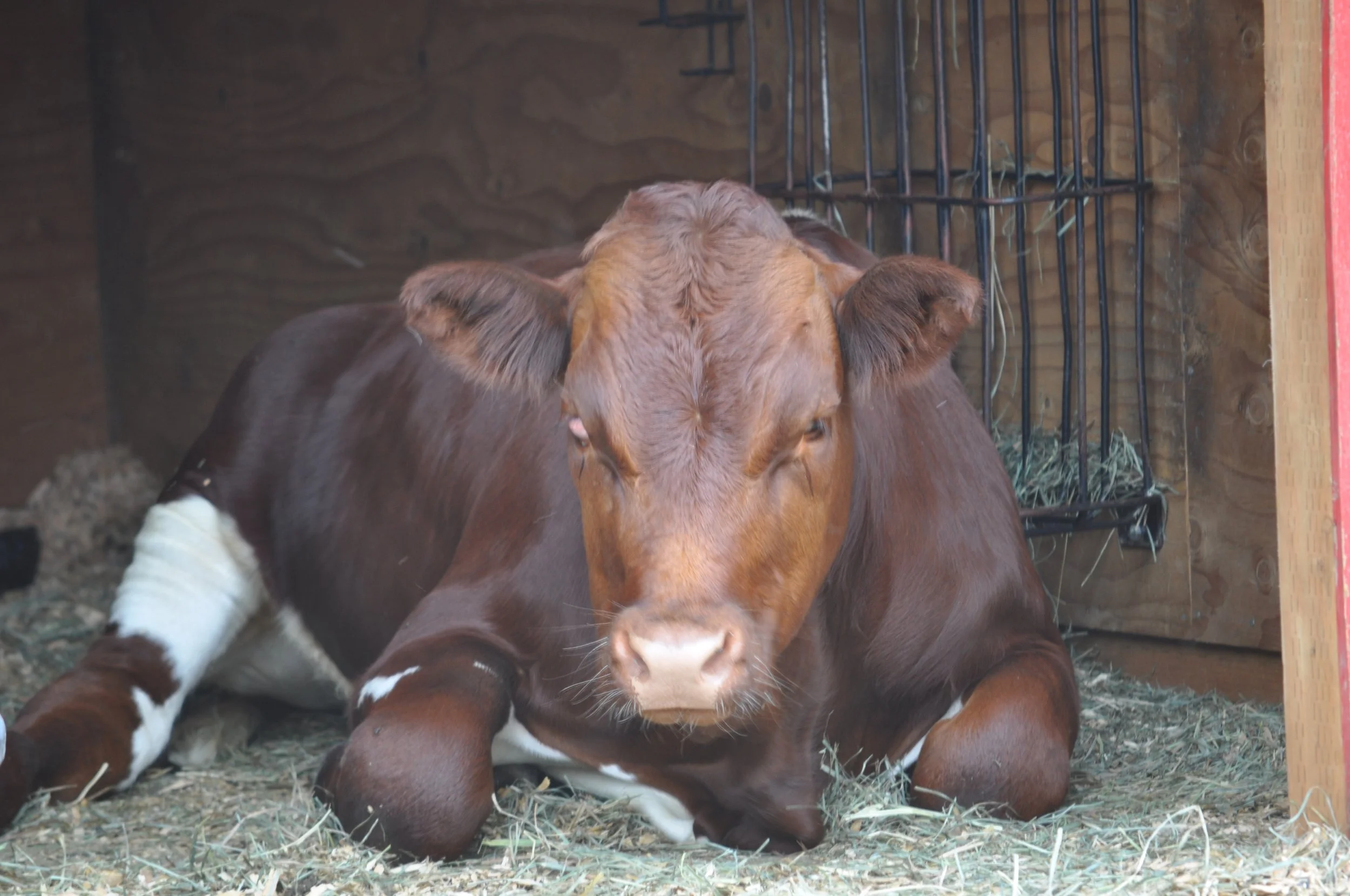 Sponsor an Animal — Sammamish Animal Sanctuary.