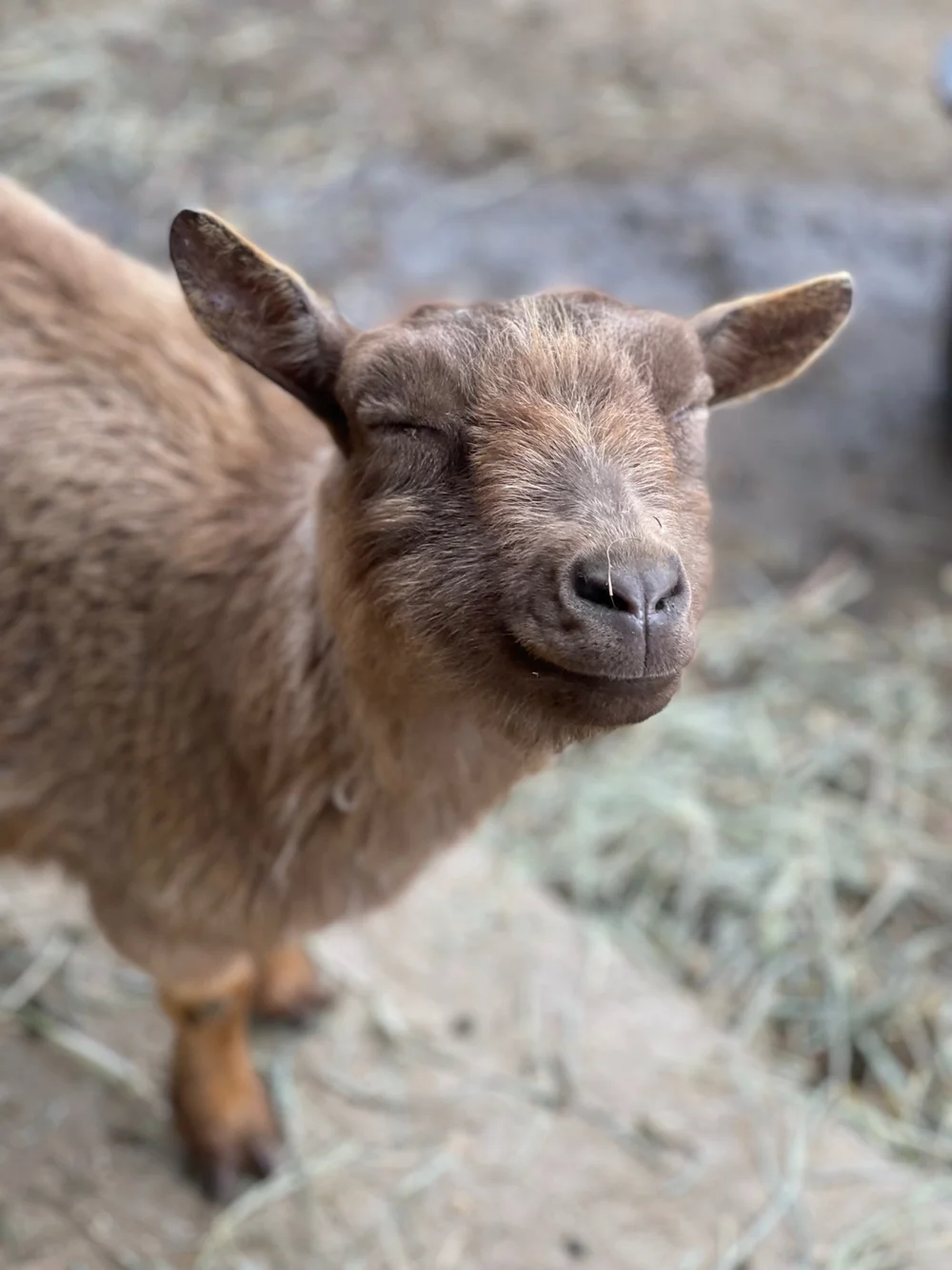 General 3 — Sammamish Animal Sanctuary.