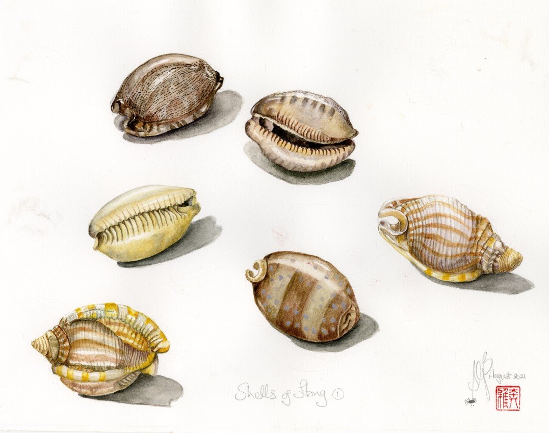 Gallery 3 — Sally Grace Bunker- Botanical Art