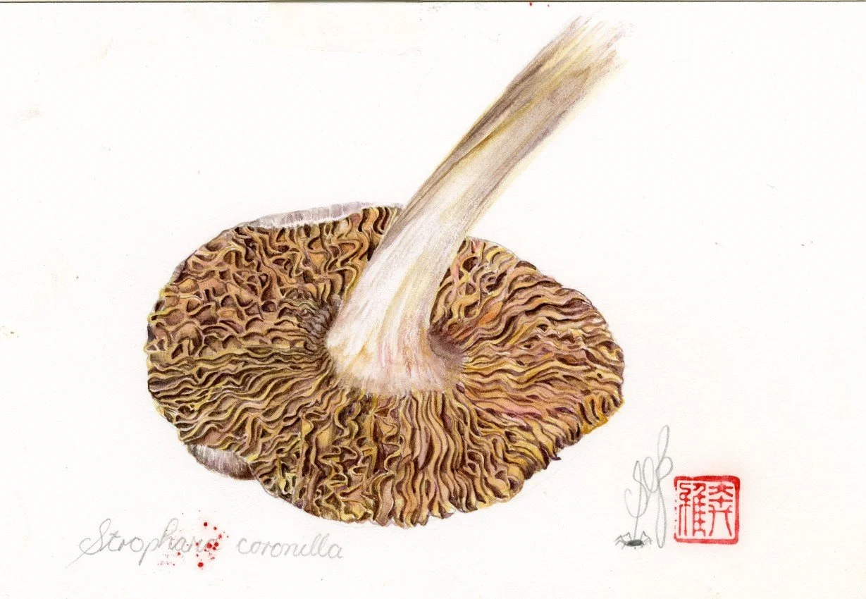 Gallery fungus — Sally Grace Bunker- Botanical Art