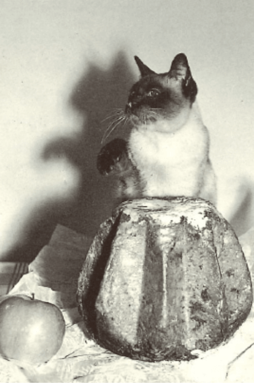 73 - Speciale di Natale: La storia del Pandoro — Italian Time Zone