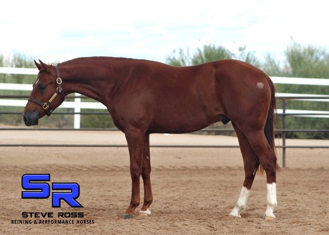Sale Horses — Steve Ross Reining Horses