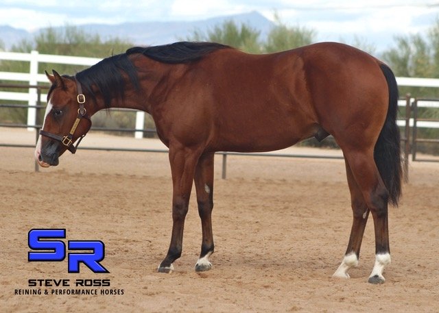 Sale Horses — Steve Ross Reining Horses