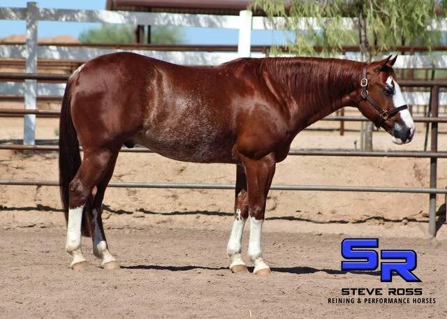 Steve Ross Reining Horses