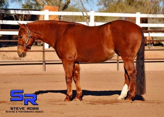Steve Ross Reining Horses