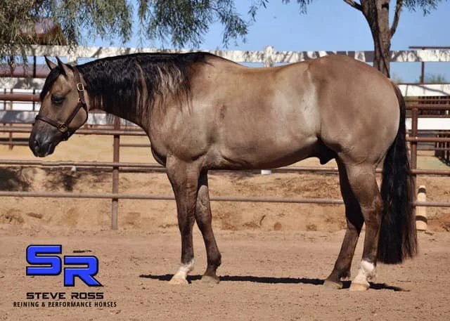 Sale Horses — Steve Ross Reining Horses