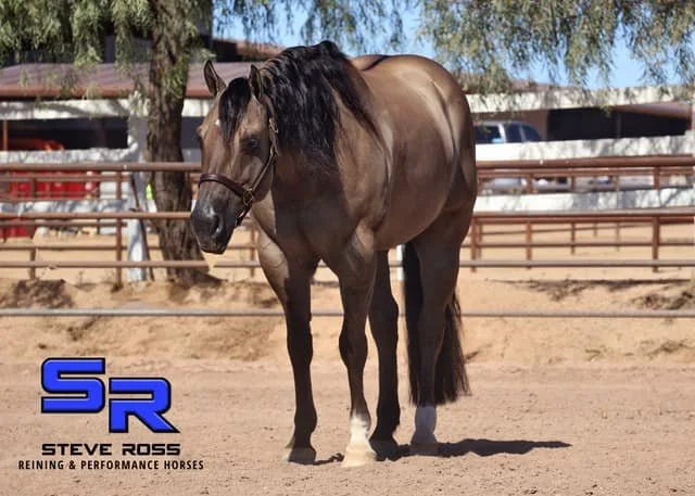 Sale Horses — Steve Ross Reining Horses