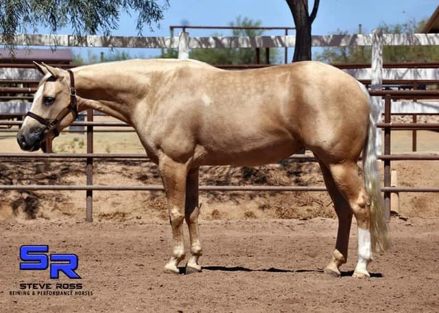 Sale Horses — Steve Ross Reining Horses
