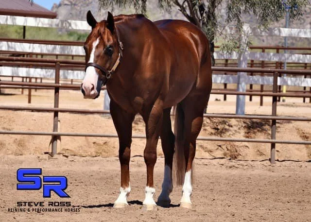 Sale Horses — Steve Ross Reining Horses