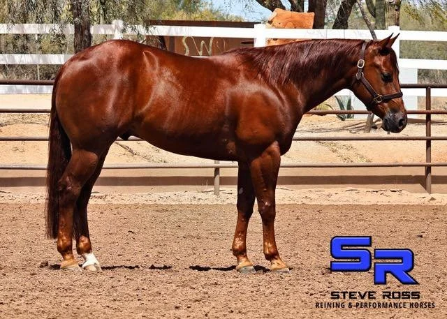 Sale Horses — Steve Ross Reining Horses