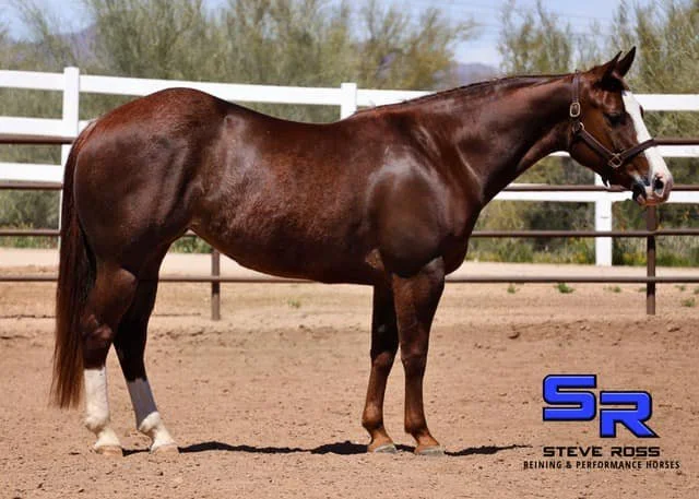 Sale Horses — Steve Ross Reining Horses