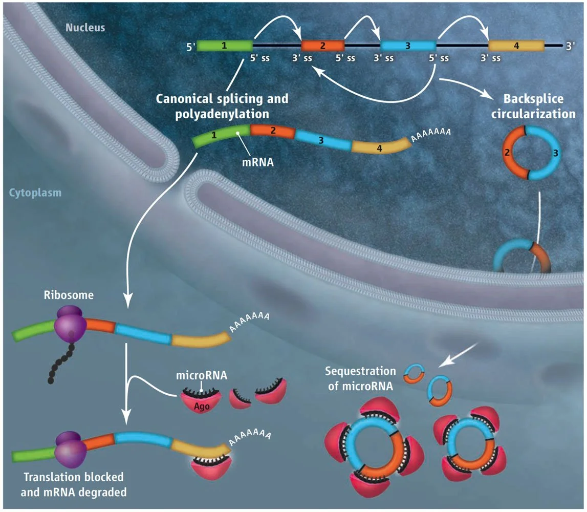Research — Wilusz Lab