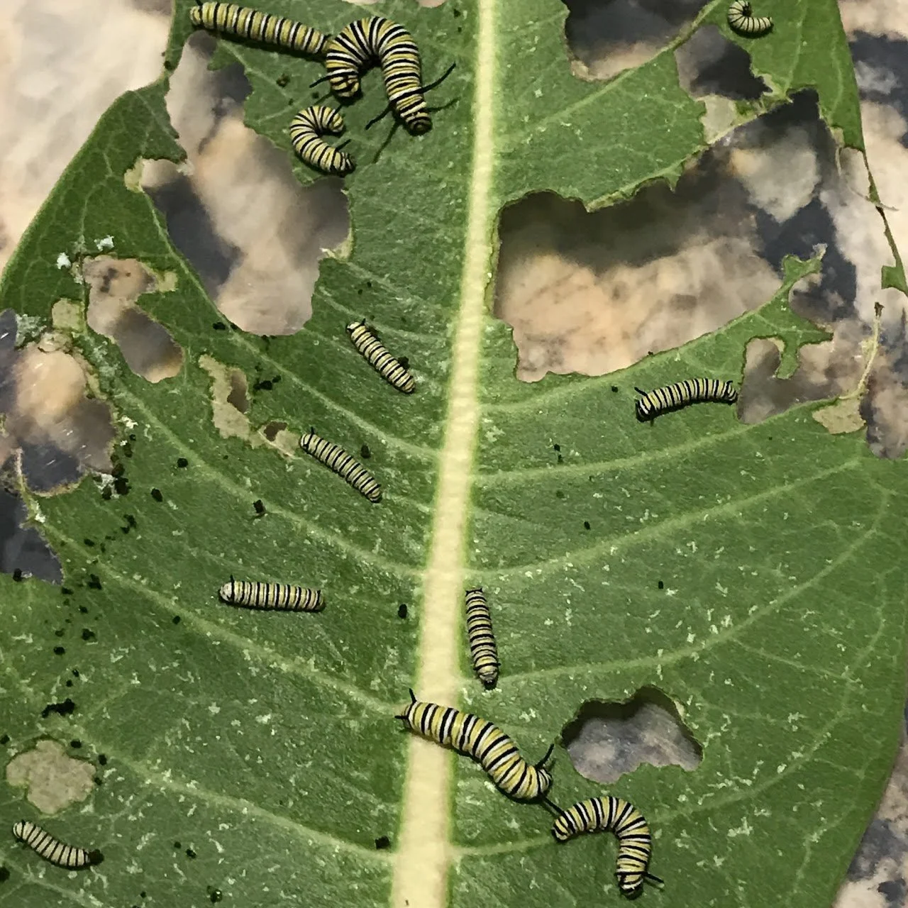 Butterfly Identification and Info — Utah Pollinator Pursuit