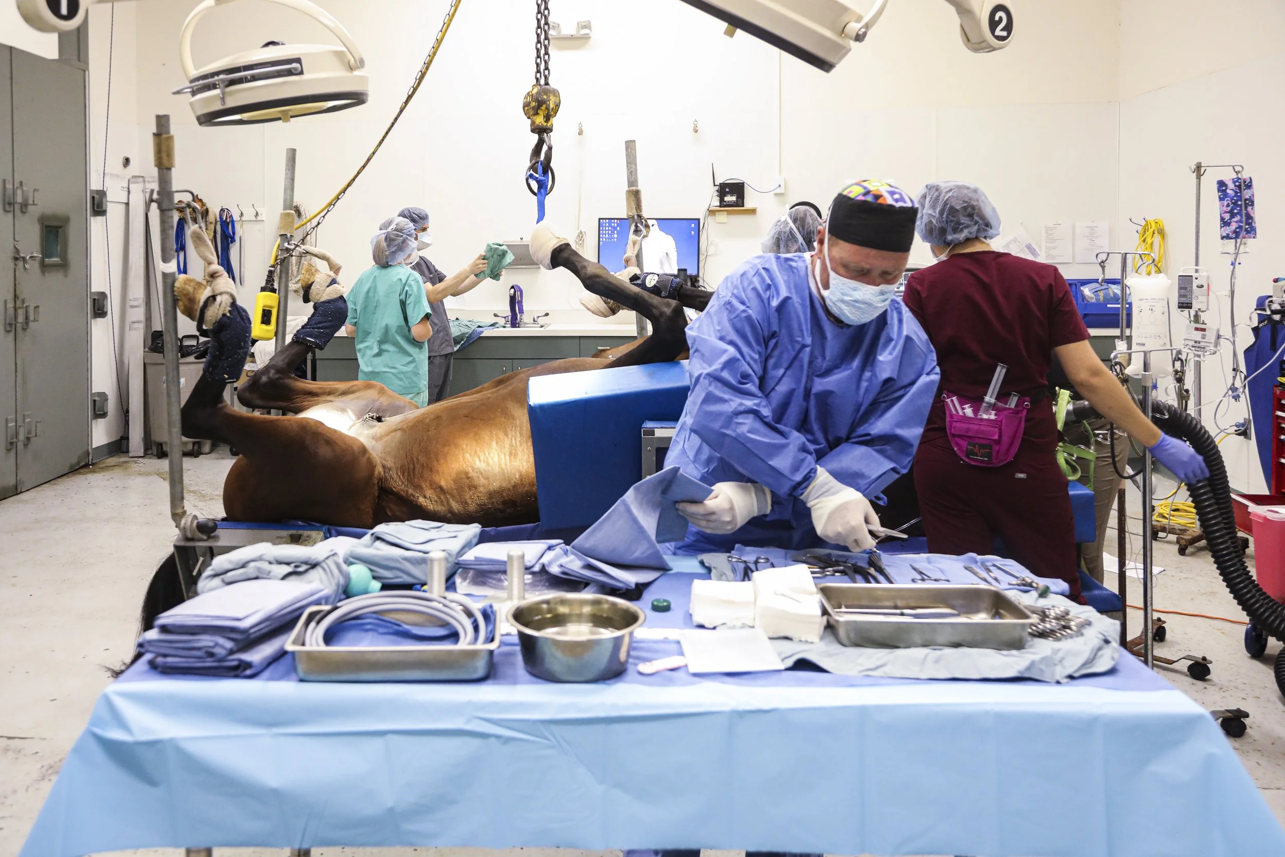Surgical Services — Rhinebeck Equine