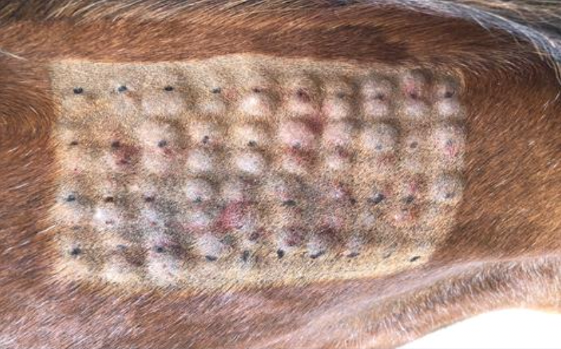 Dermatology Services — Rhinebeck Equine