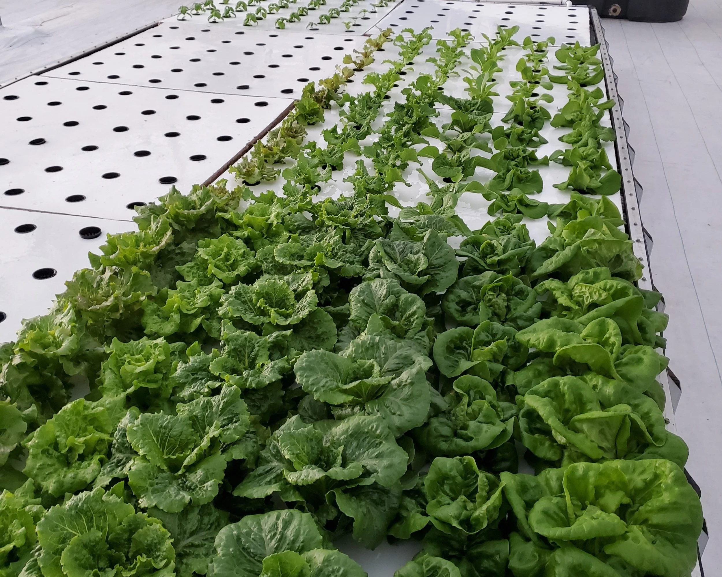Lettuce, Etc. | Local, Heathy, Fresh Greens | Santa Fe, NM