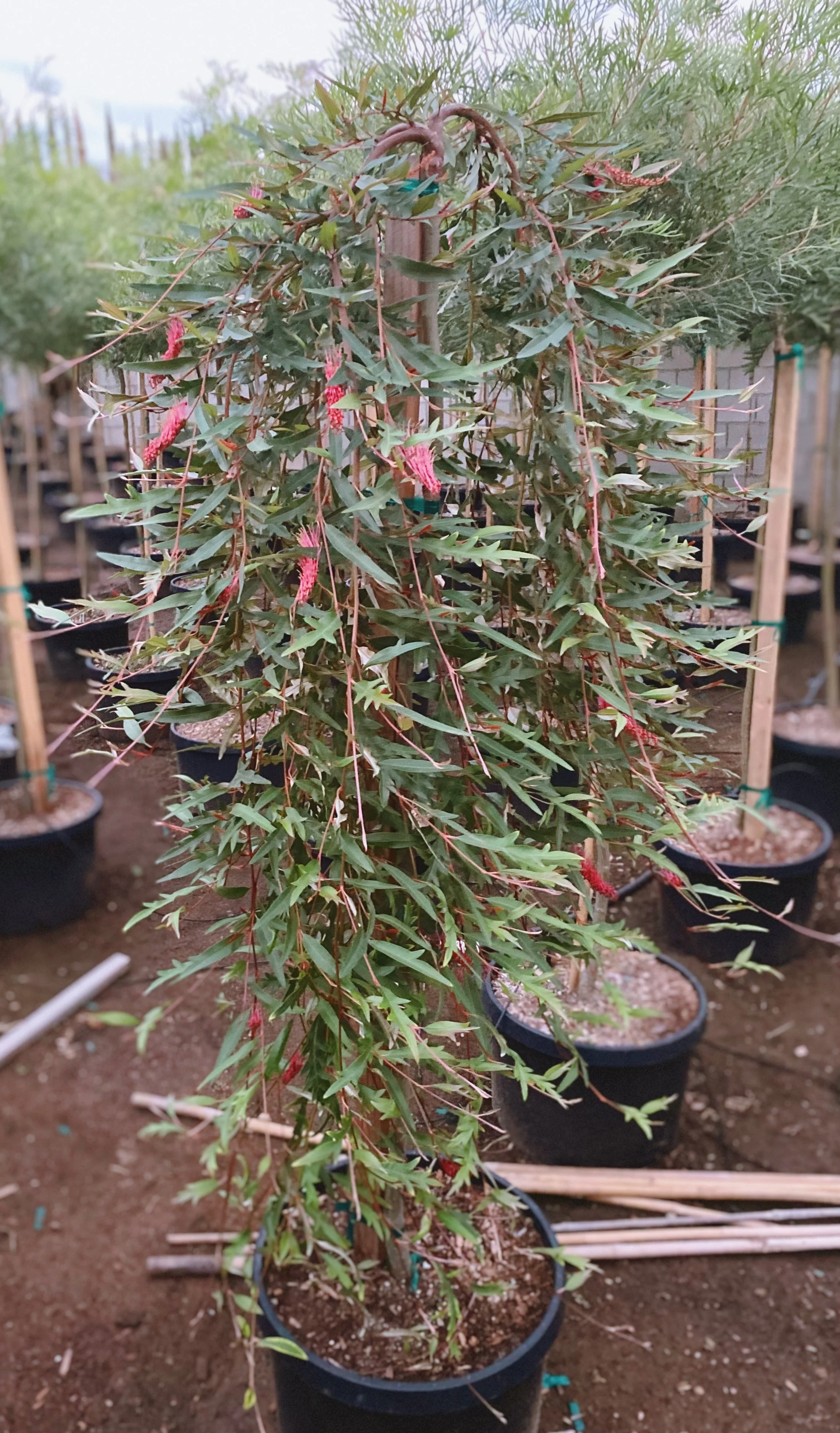 Weeping Standards | Explore Unique Weeping Standards — Leeward Growers