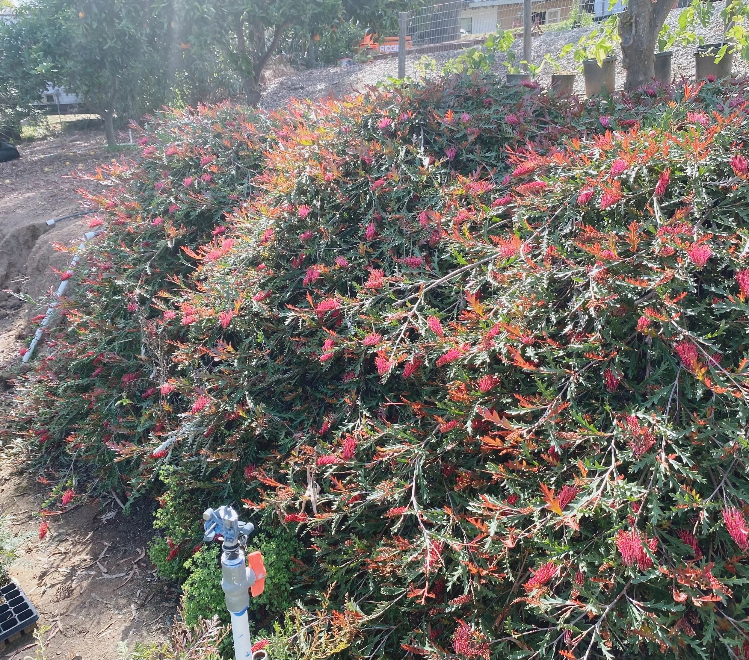 Weeping Standards — Leeward Growers