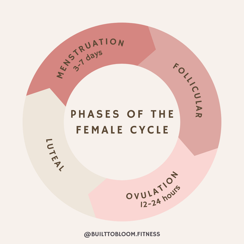 How The Female Cycle Effects Your Workouts (and beyond)! — Built To ...