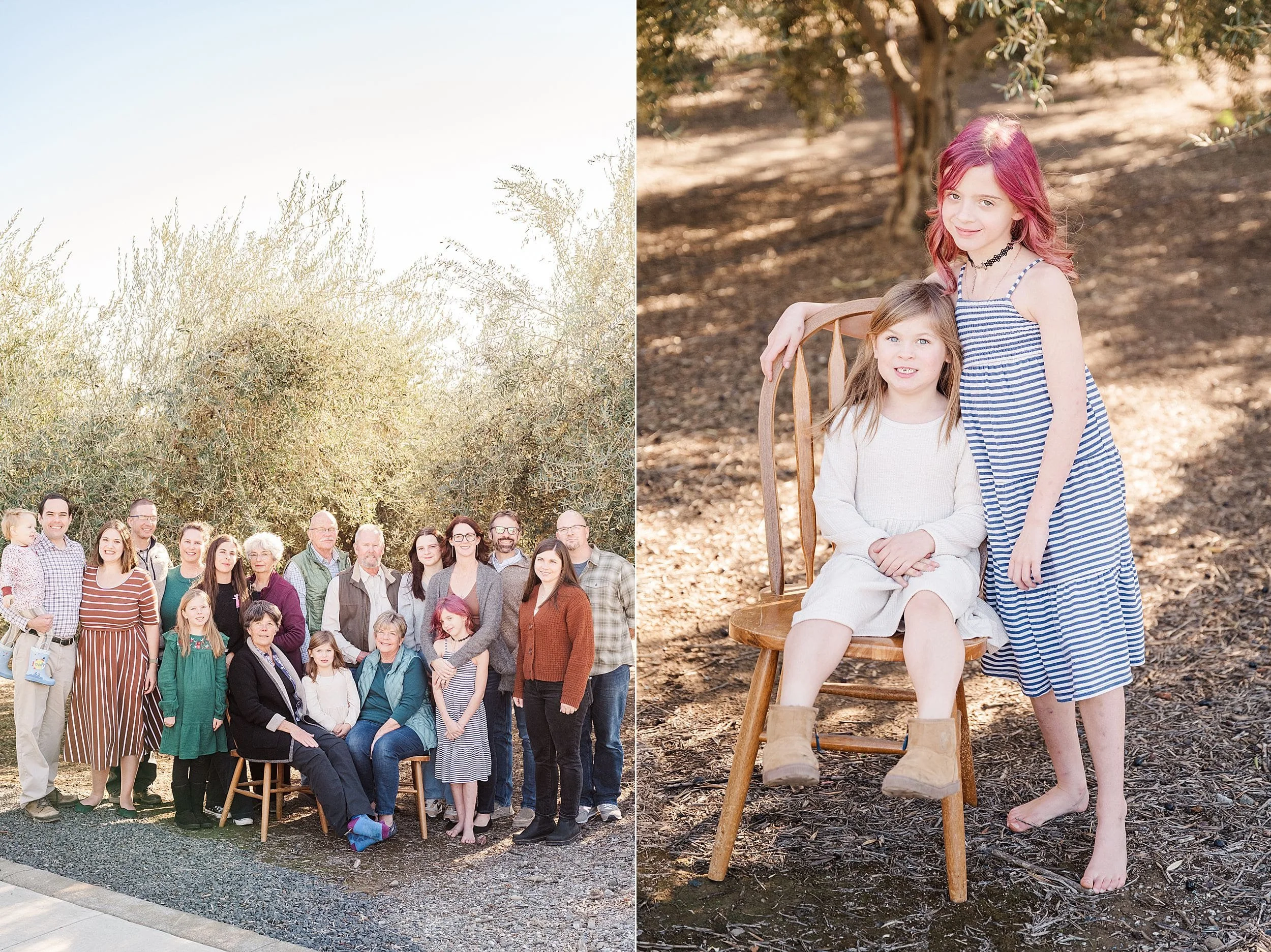 Olive Tree Orchard Extended Family Session | Orland, California — Jen ...