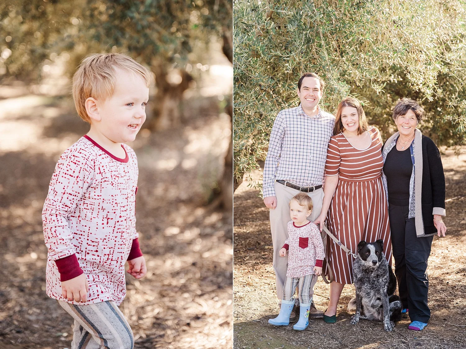 Olive Tree Orchard Extended Family Session | Orland, California — Jen ...