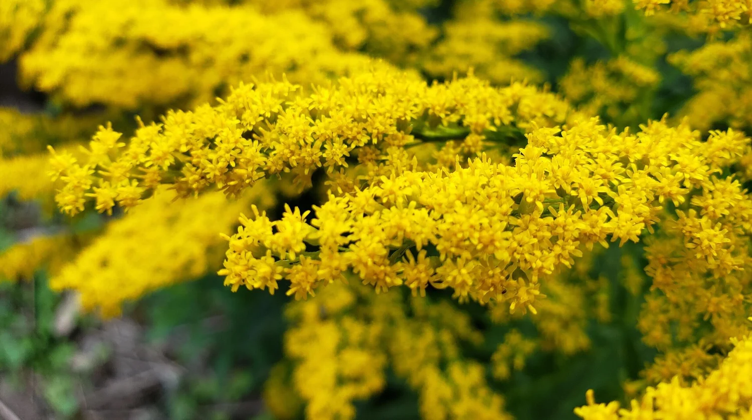 Making Dye From Goldenrod Flowers — Cedar Dell Designs