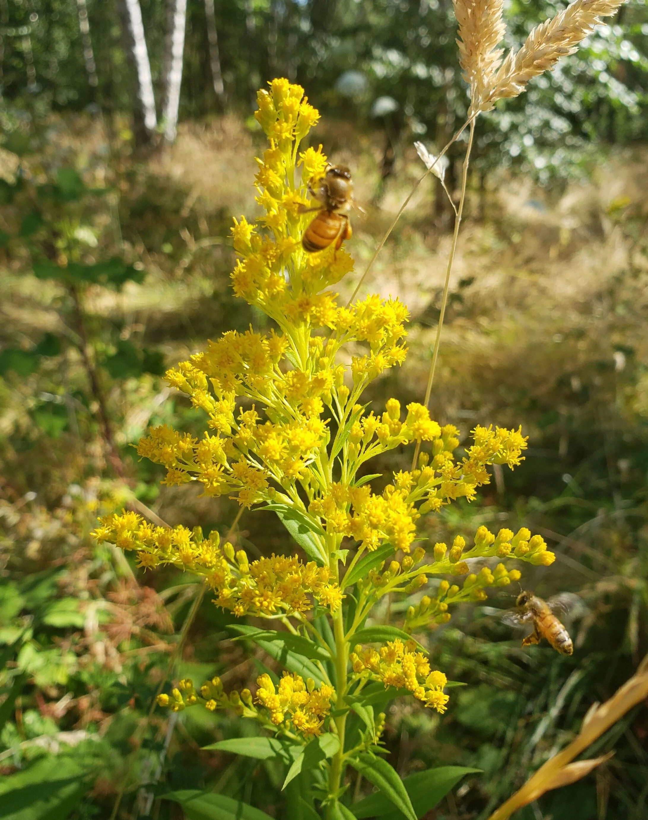 Making Dye From Goldenrod Flowers — Cedar Dell Designs