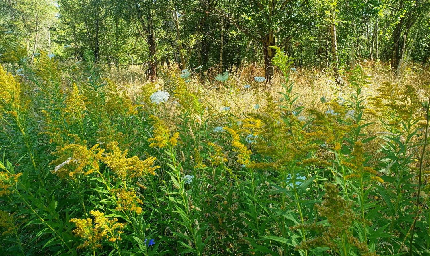 Making Dye From Goldenrod Flowers — Cedar Dell Designs