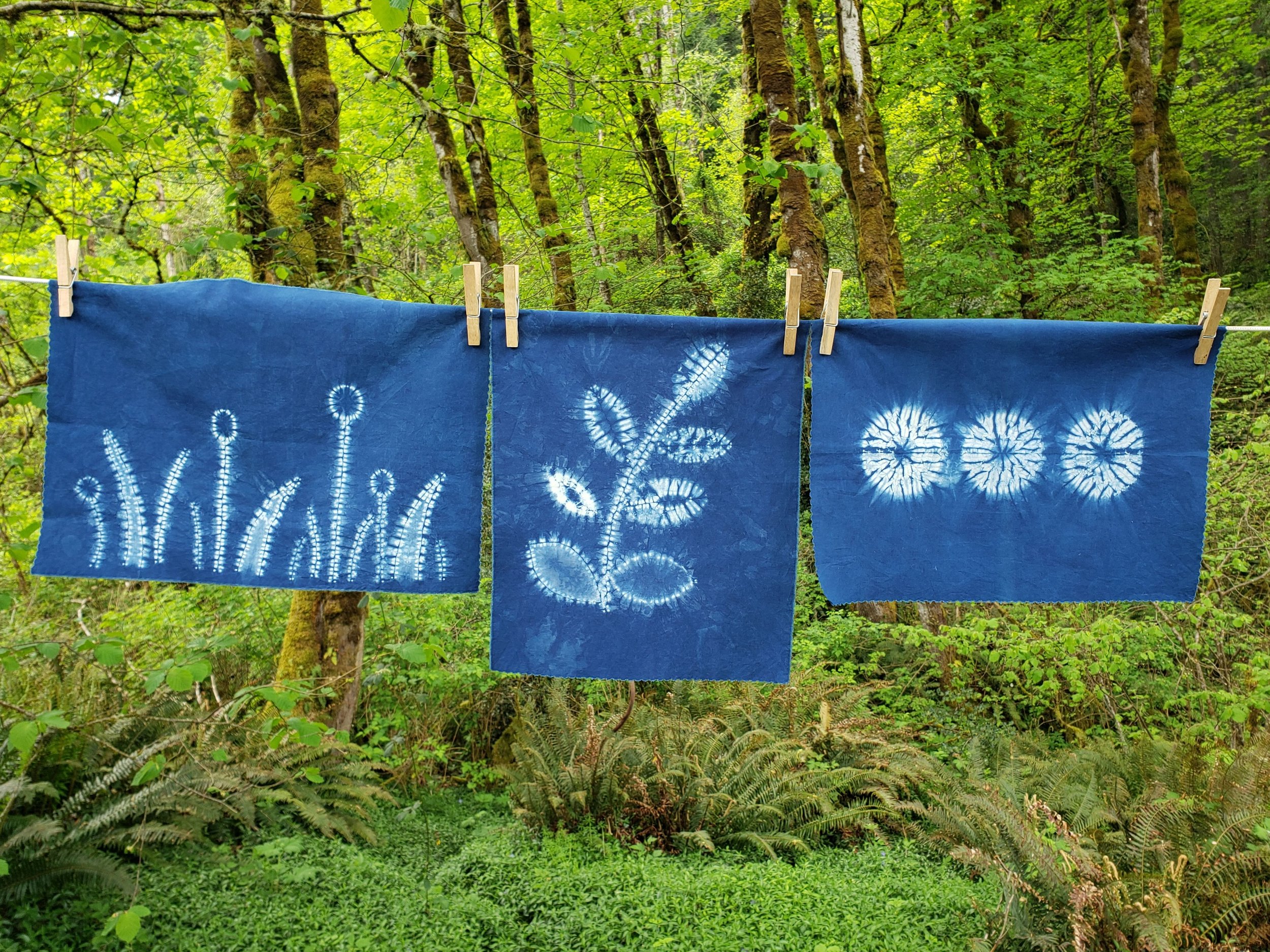 Japanese Indigo Seeds (Persicaria tinctoria) — Cedar Dell Designs