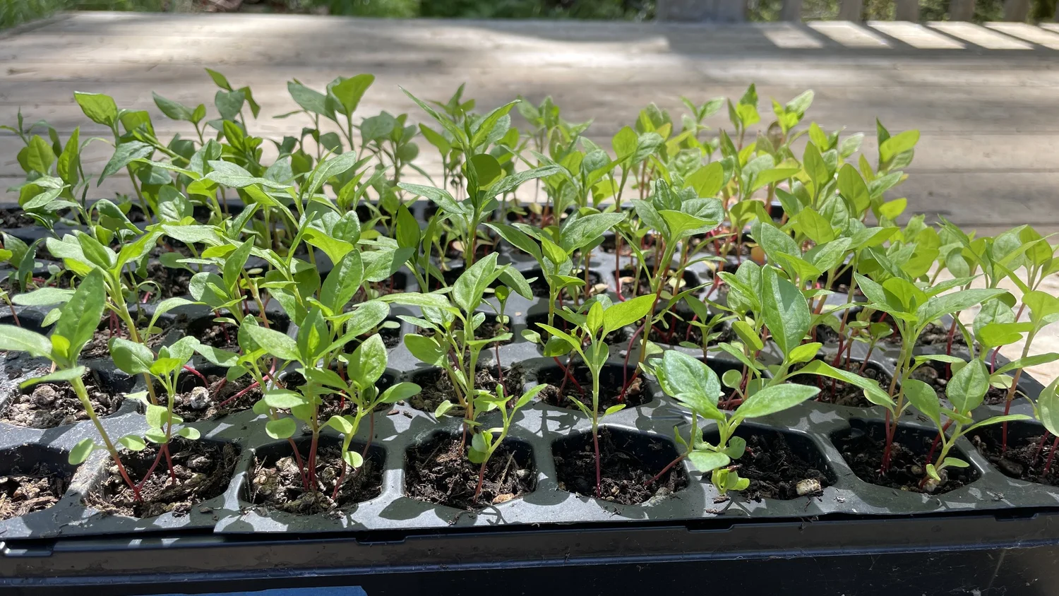 Growing Japanese Indigo — Cedar Dell Designs