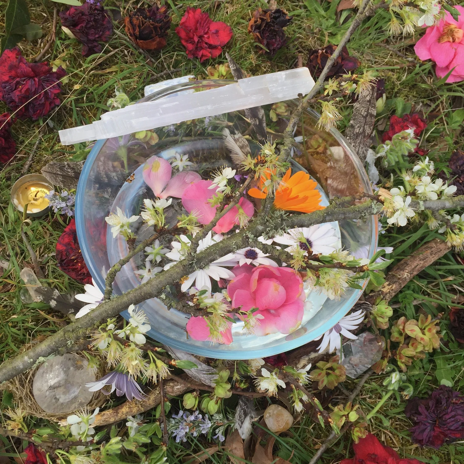 Create Your Own Flower Essences — Rebecca Holly | Healing the Body and ...