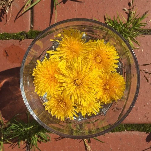 Create Your Own Flower Essences — Rebecca Holly | Healing the Body and ...