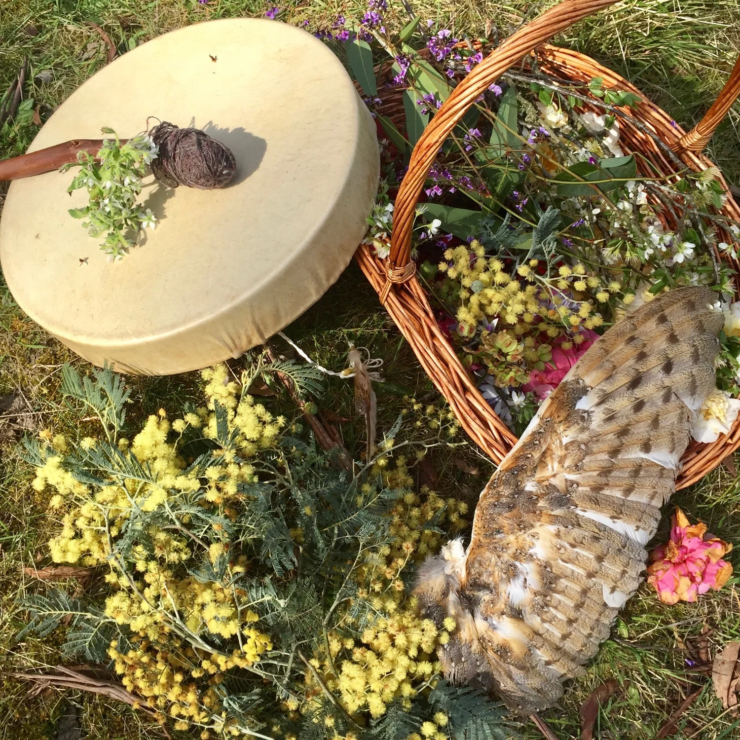 Create Your Own Flower Essences — Rebecca Holly | Healing the Body and ...