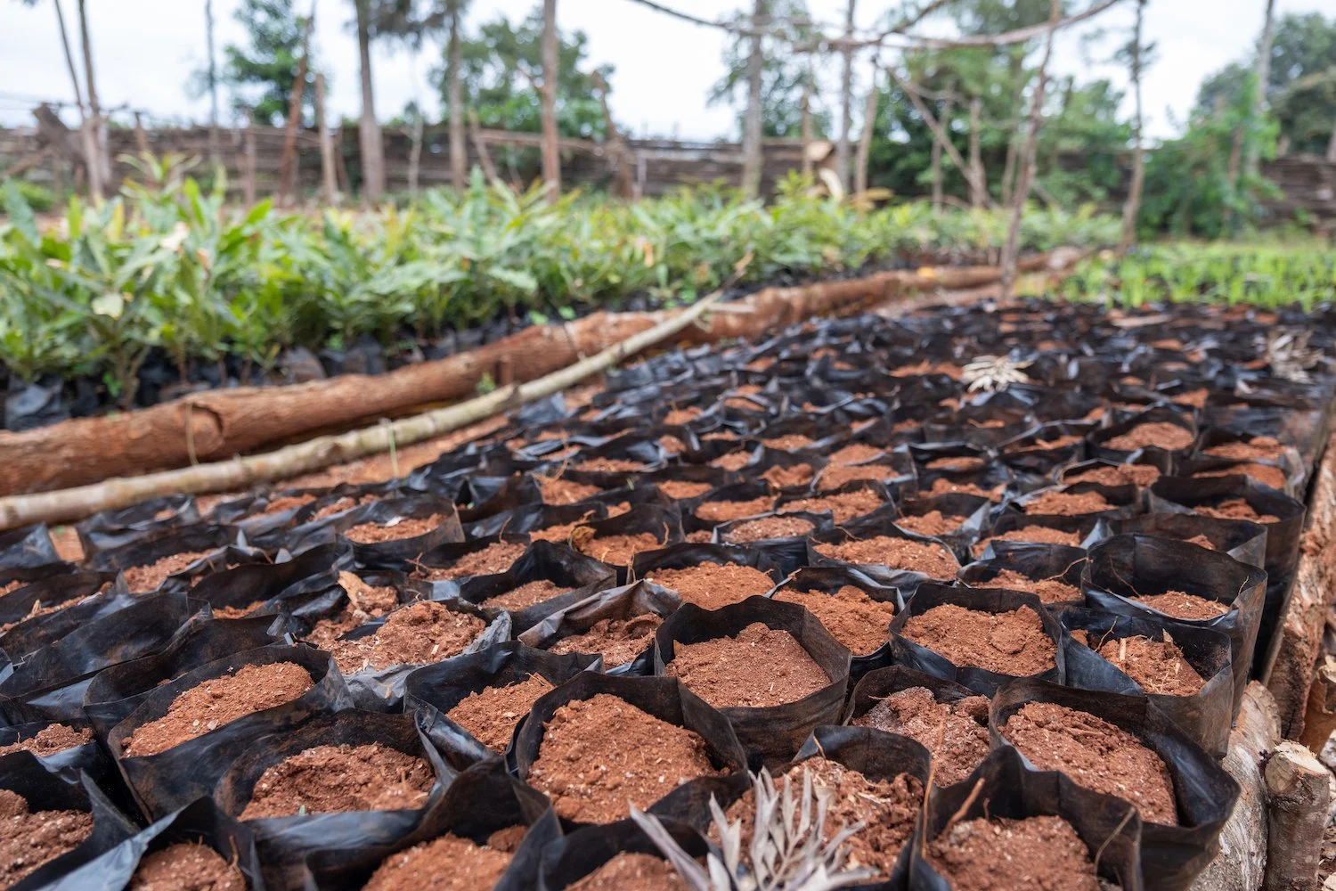 Farmer First: Margaret — AgGrandize Global