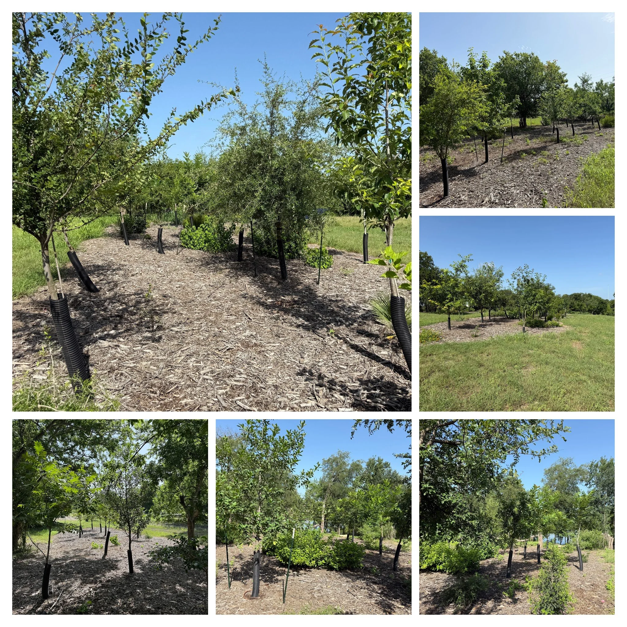 Plant trees for Zilker Park — Zilker 351 | Austin, Texas Non-Profit