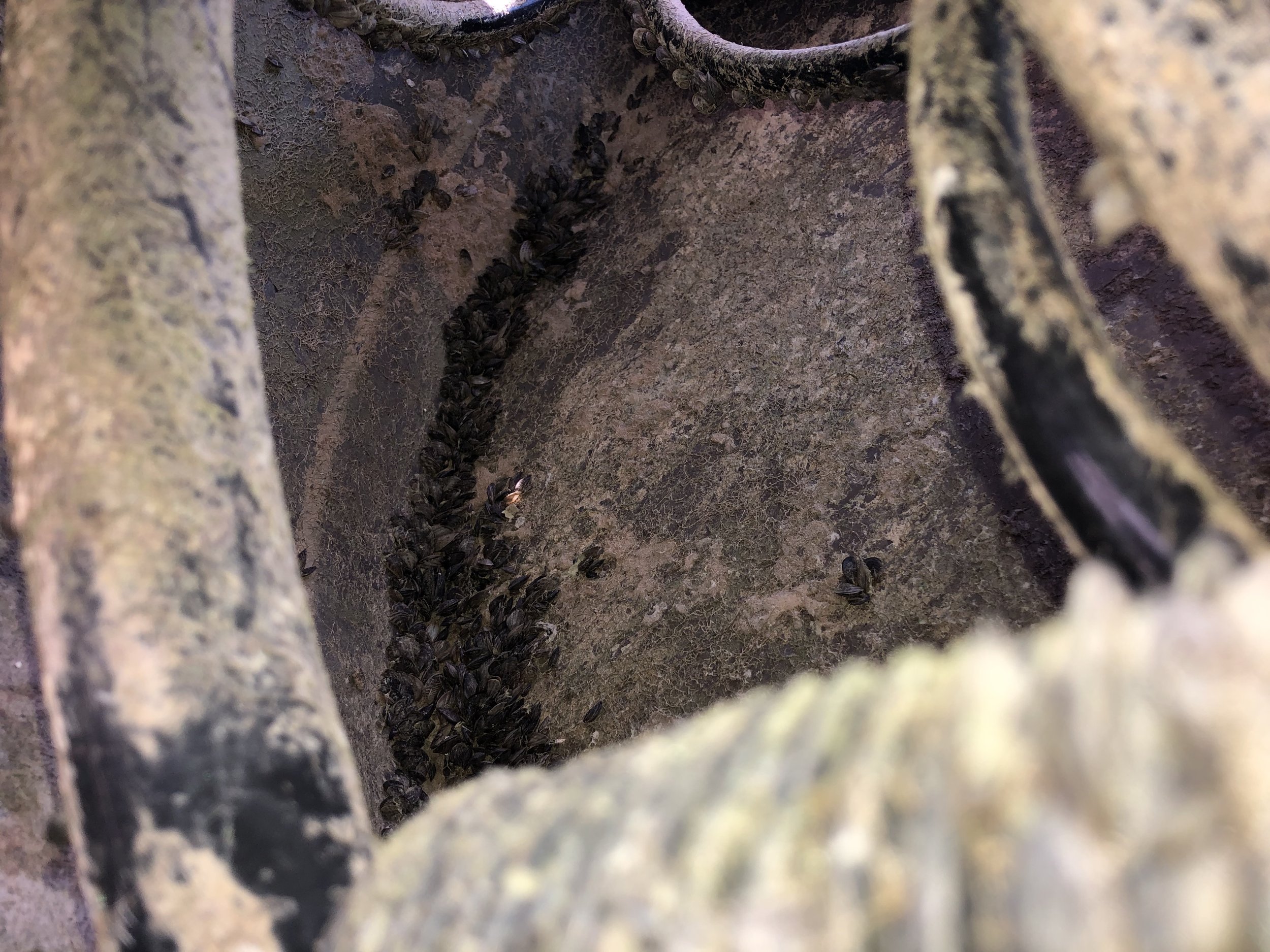 Quagga Information — Big Bear Municipal Water District