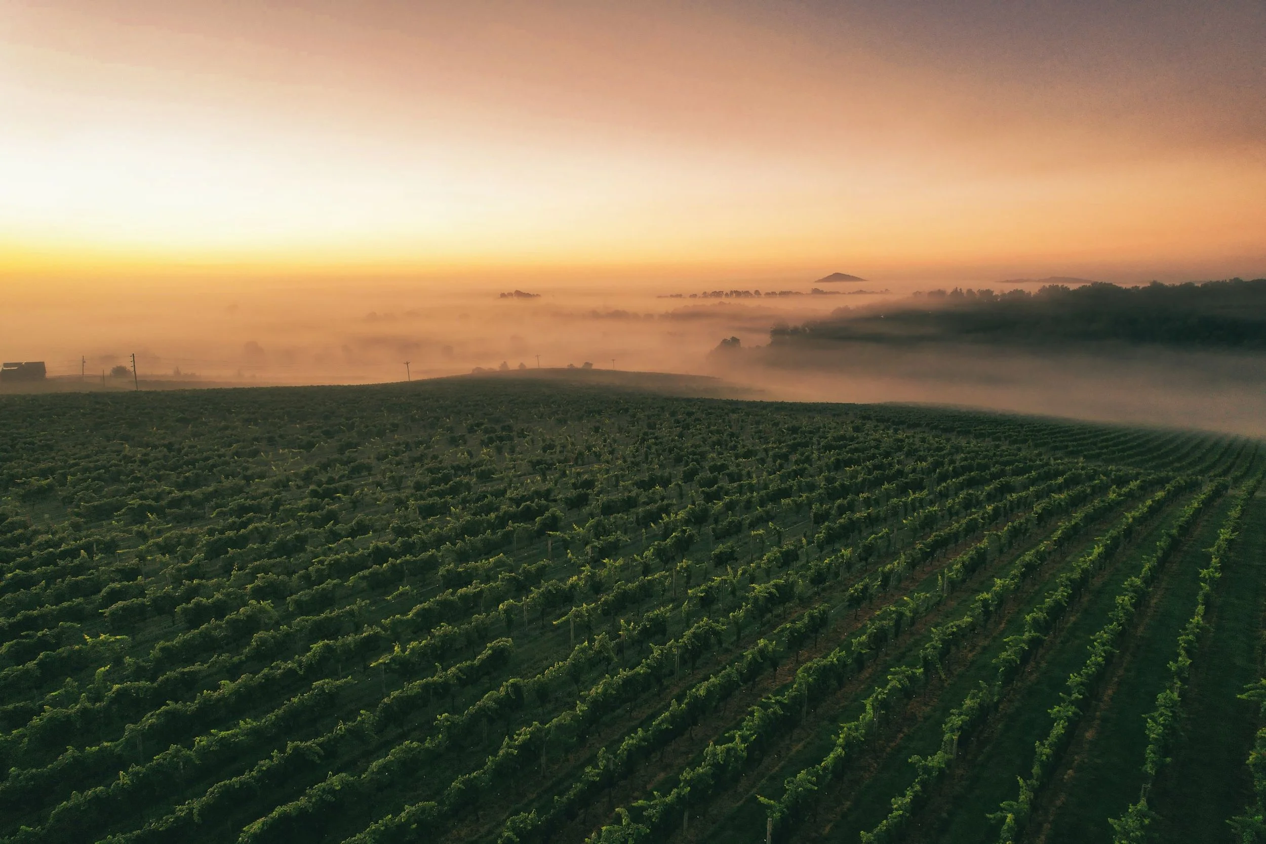 Little North Mountain Vineyard | Shenandoah Valley AVA — Hazy Mountain