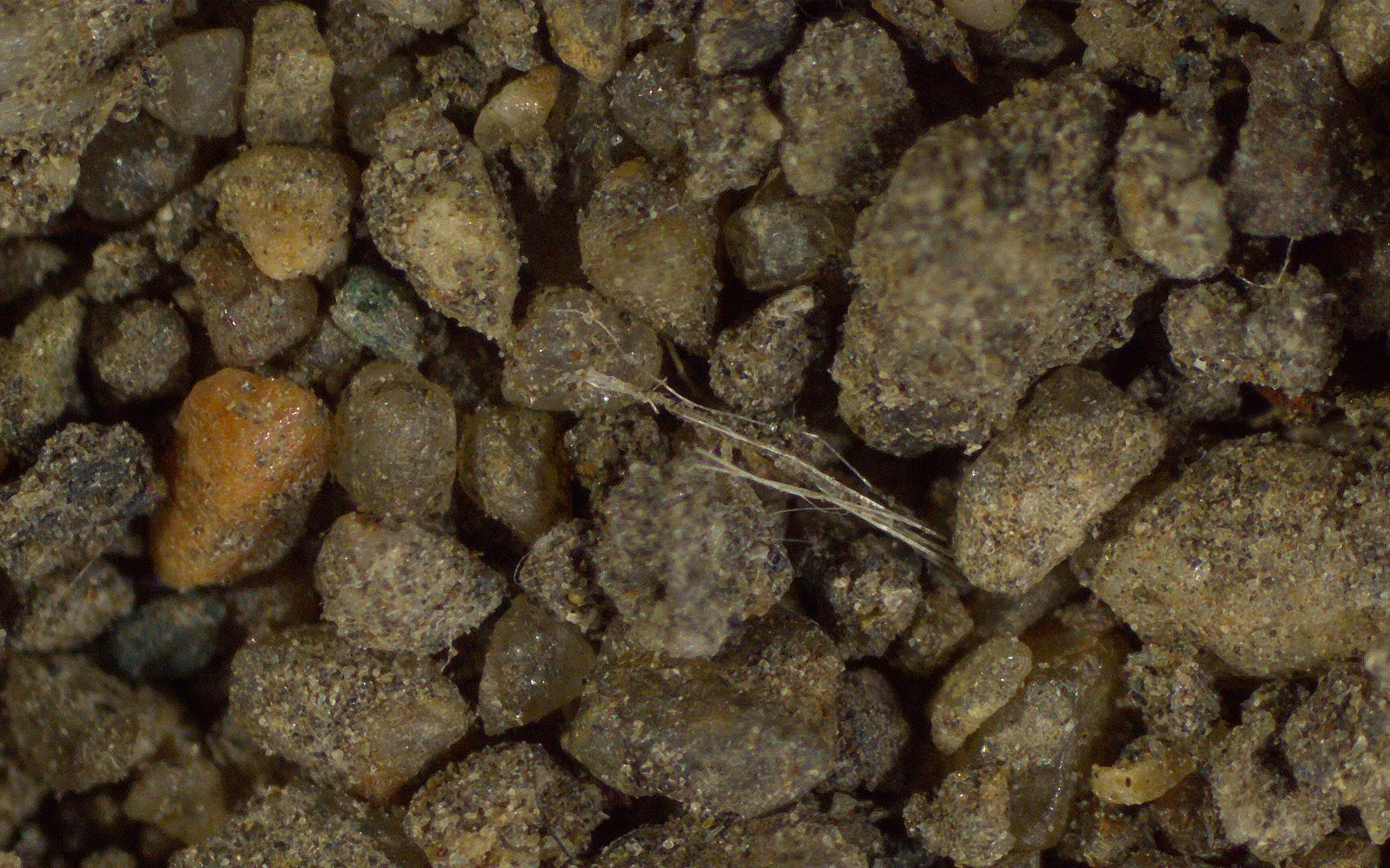 Laboratories for mould and asbestos testing in Brisbane, Queensland ...