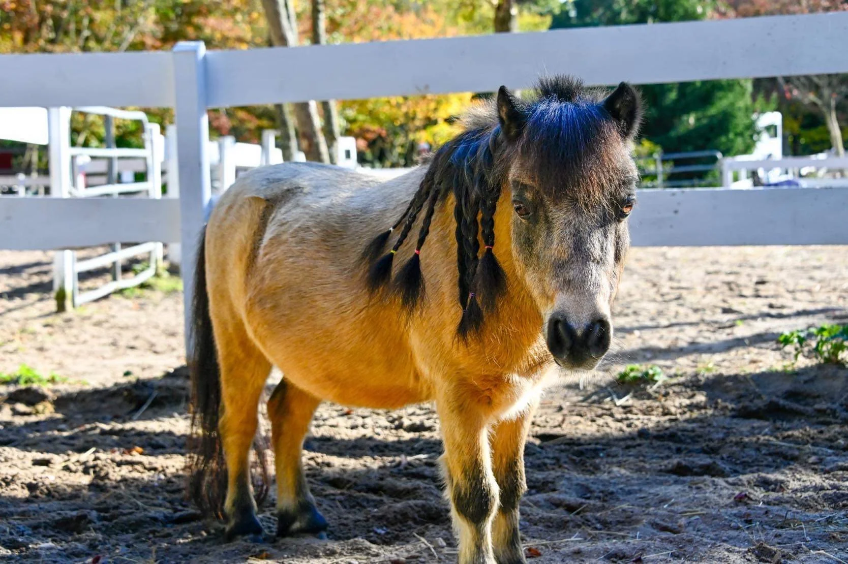 Pony Sponsorships — Mills River RescueMills River Rescue a 501c3 non profit
