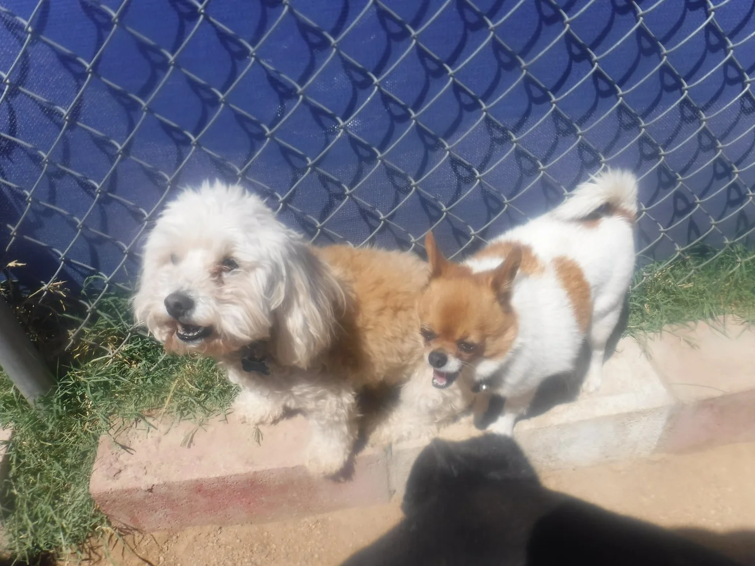 Dog Daycare El Paso