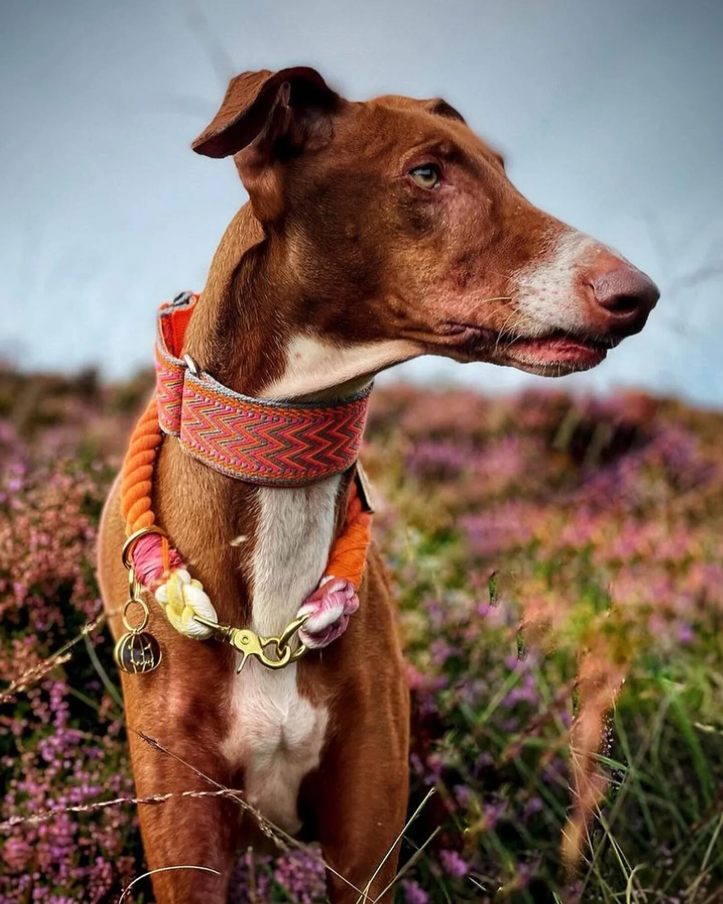 Hound Heart Collars