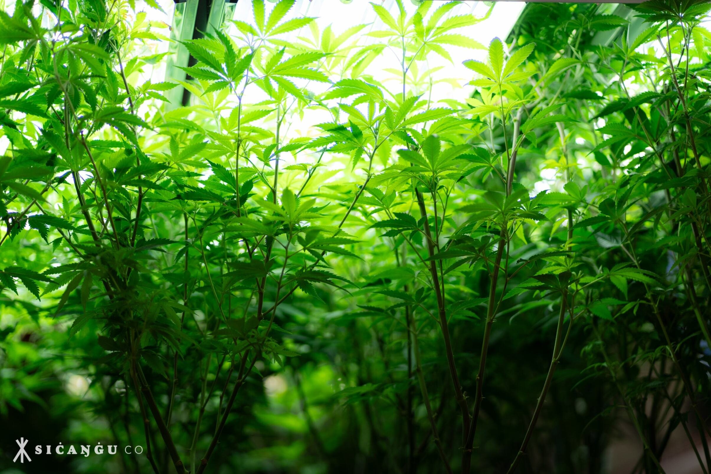 Peji Co — Siċaŋġu Co