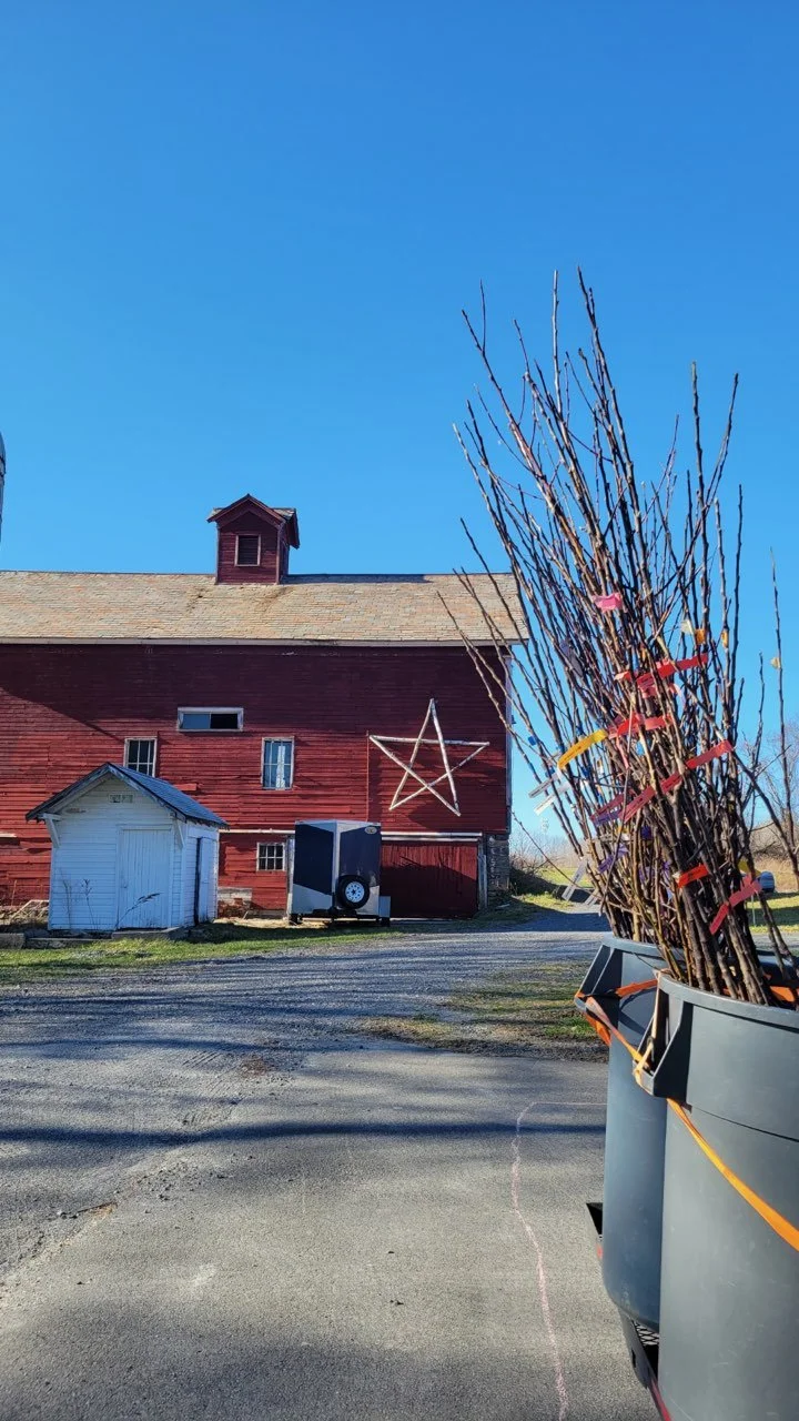 Gallery 1 — Birch Star Farm